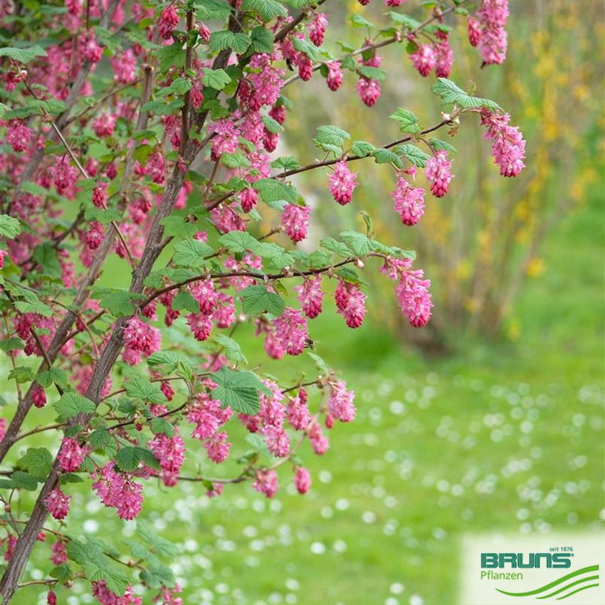Ribes sanguineum 'Atrorubens' von Bruns Pflanzen