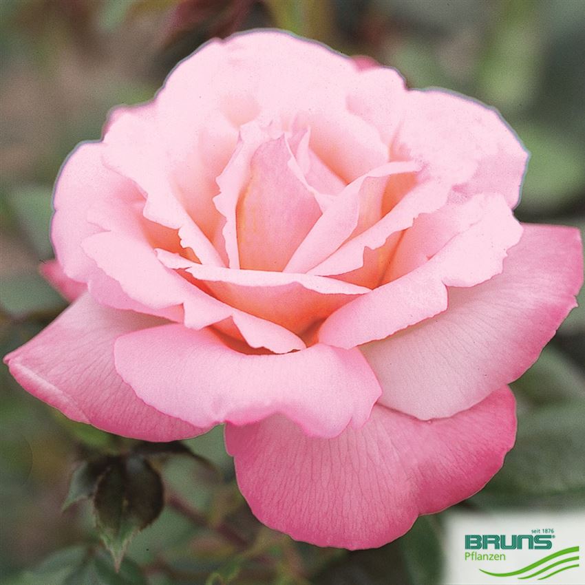 Edelrose 'Arioso' (R) von Bruns Pflanzen