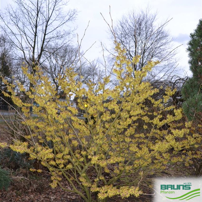 Hamamelis intermedia 'Pallida' von Bruns Pflanzen