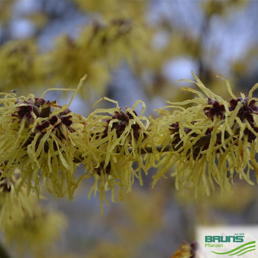Hamamelis intermedia 'Pallida' von Bruns Pflanzen
