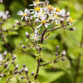 Aster divaricatus, White Wood Aster von Bruns Pflanzen