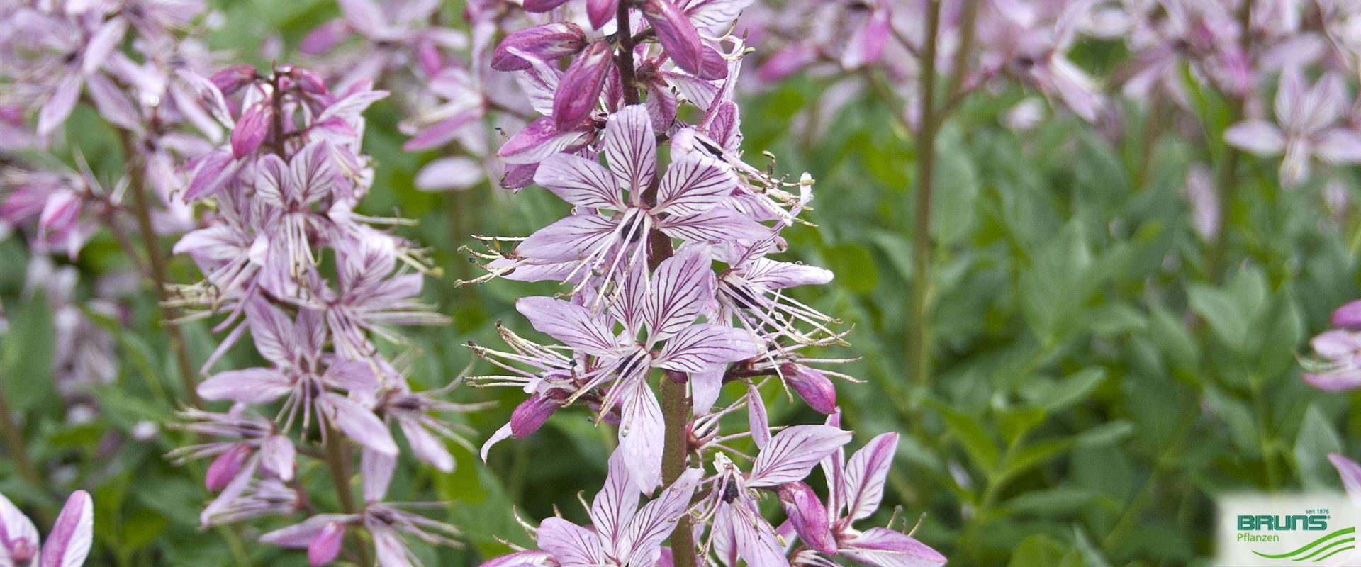 Dictamnus albus, Dittany, Fraxinella von Bruns Pflanzen