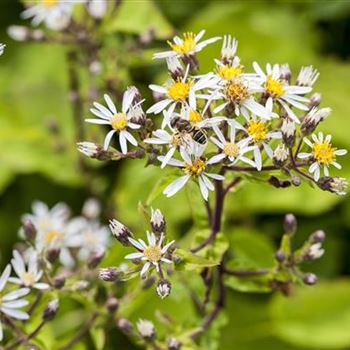 Aster divaricatus, White Wood Aster von Bruns Pflanzen