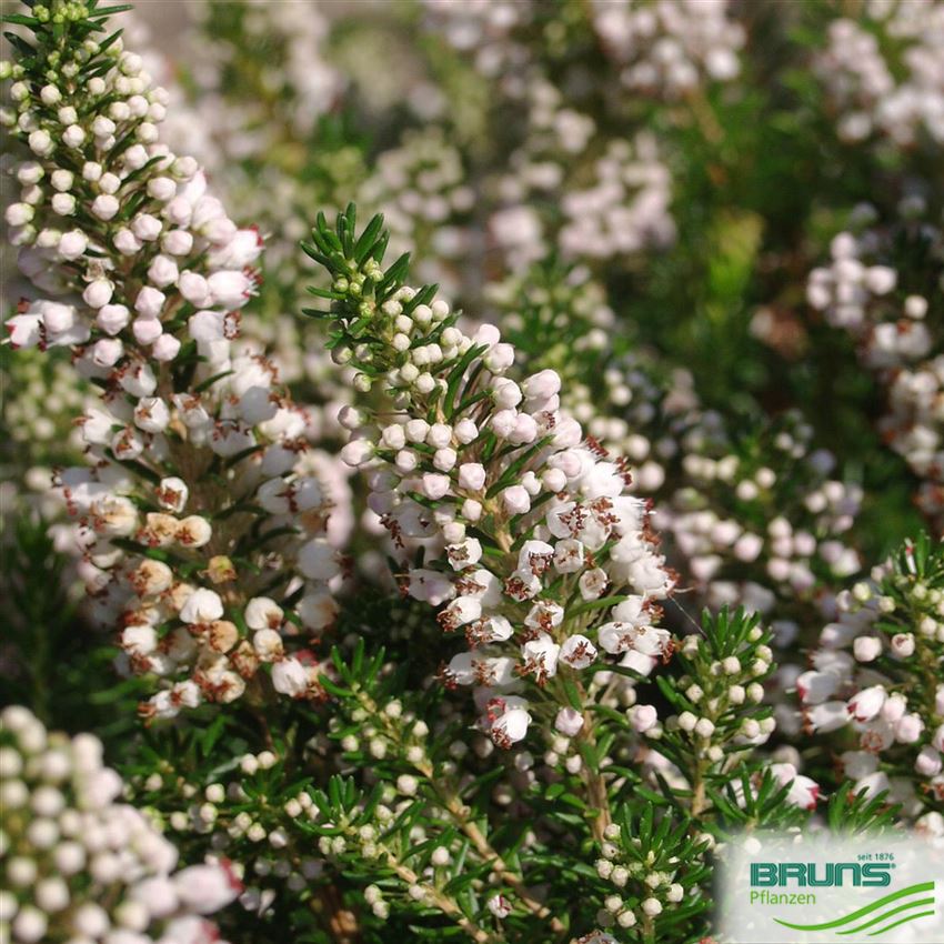 Erica vagans 'Lyonesse' von Bruns Pflanzen