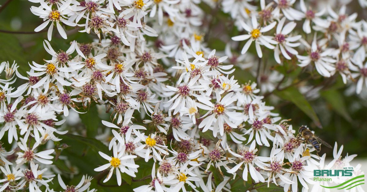 Aster divaricatus 'Tradescant' von Bruns Pflanzen