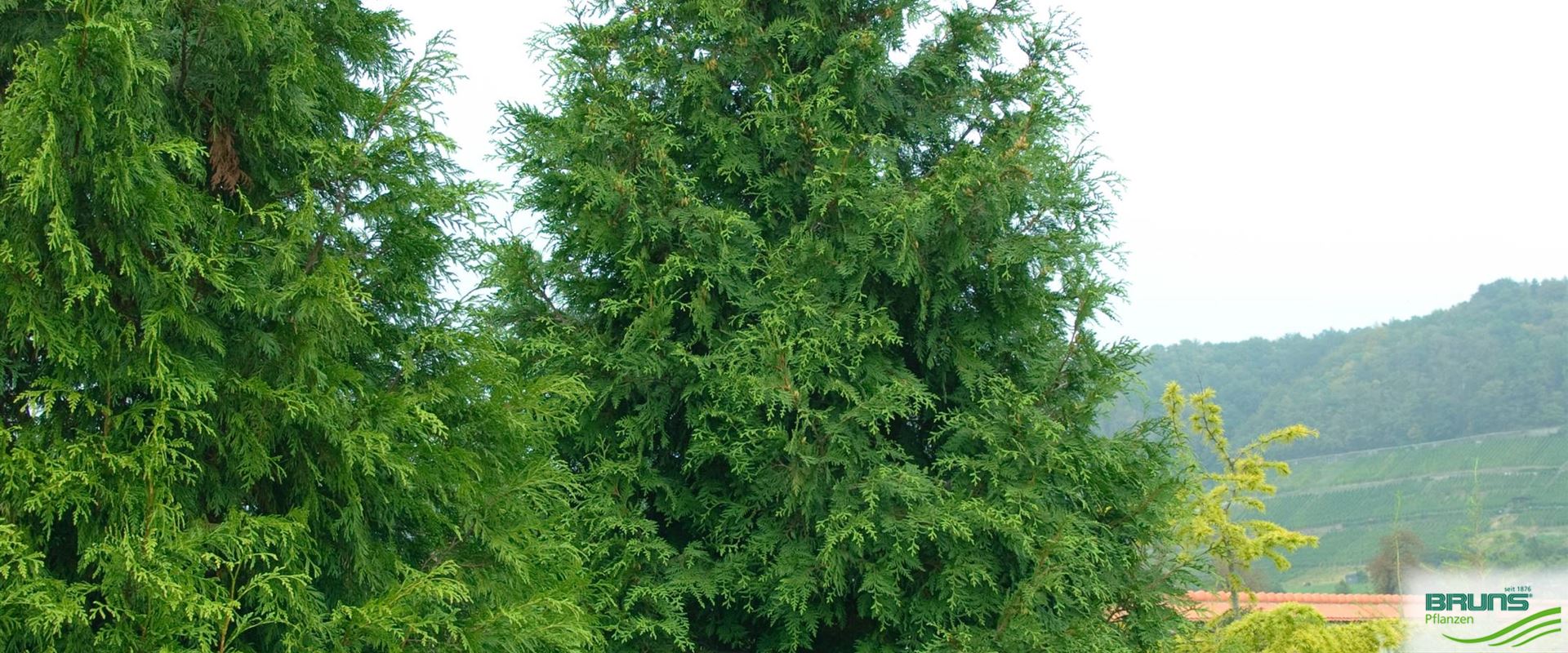 Thuja plicata 'Excelsa' von Bruns Pflanzen