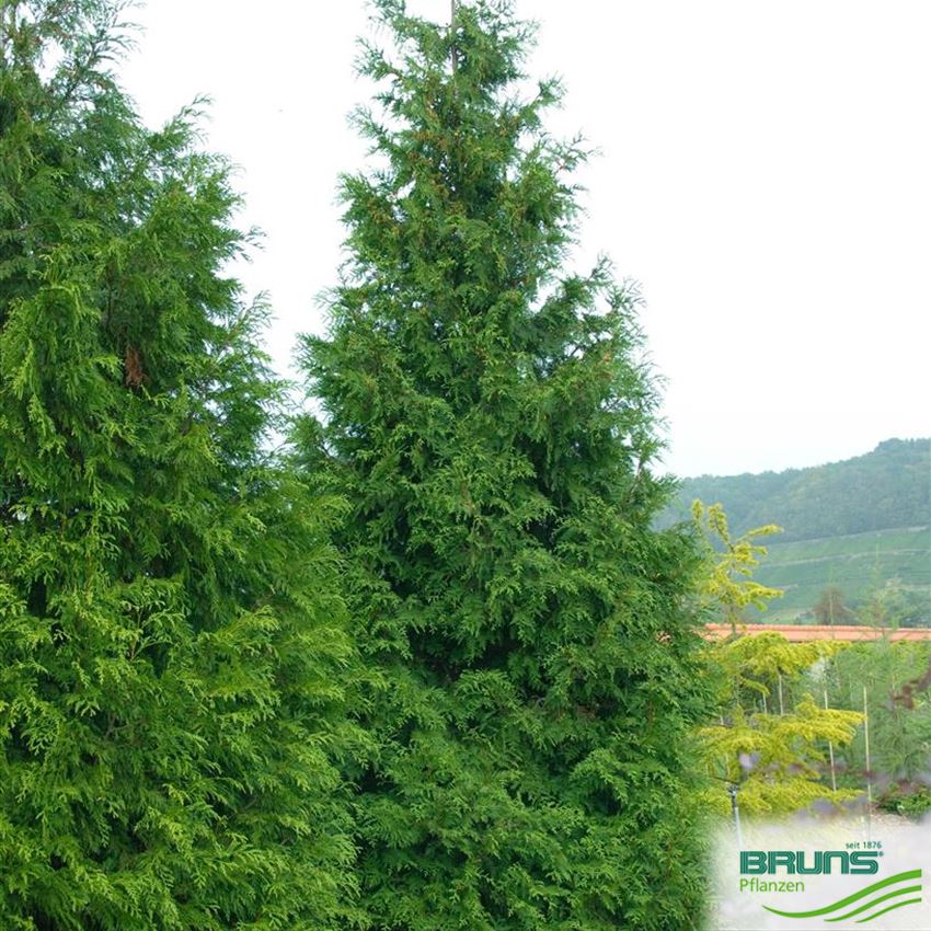 Thuja plicata 'Excelsa' von Bruns Pflanzen