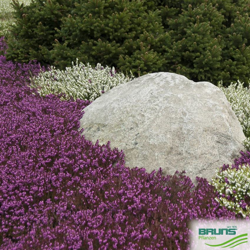 Erica carnea 'Myretoun Ruby' von Bruns Pflanzen