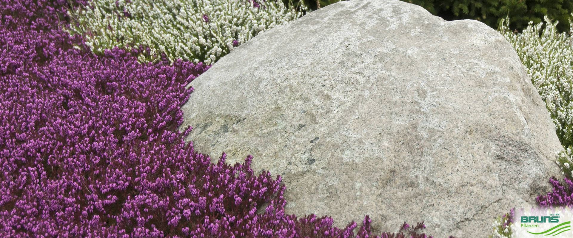 Erica carnea 'Myretoun Ruby' von Bruns Pflanzen