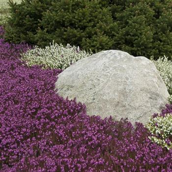 Erica carnea 'Myretoun Ruby' von Bruns Pflanzen