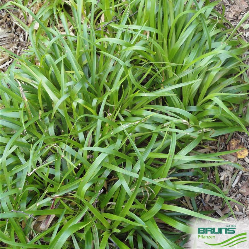 Luzula sylvatica von Bruns Pflanzen