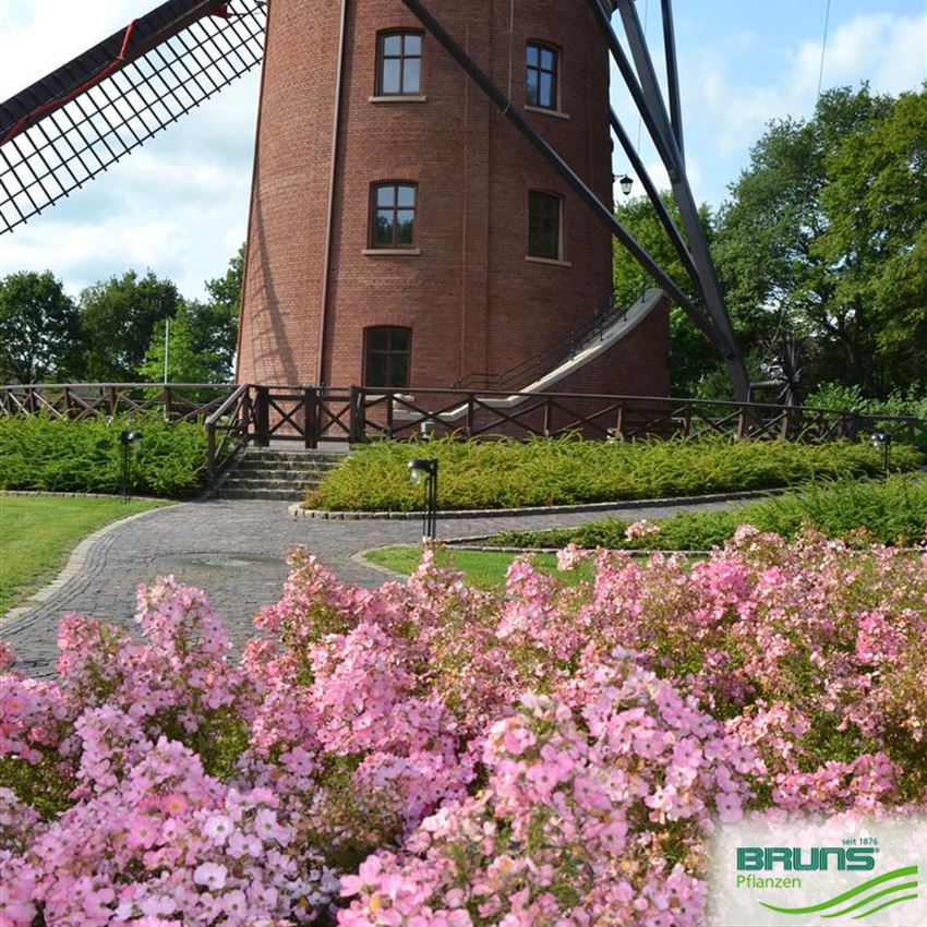 Beetrose 'Fortuna' (R) von Bruns Pflanzen