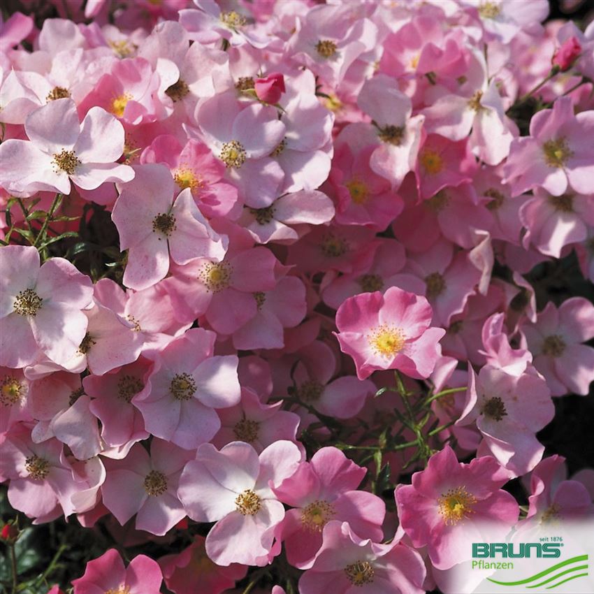 Beetrose 'Fortuna' (R) von Bruns Pflanzen