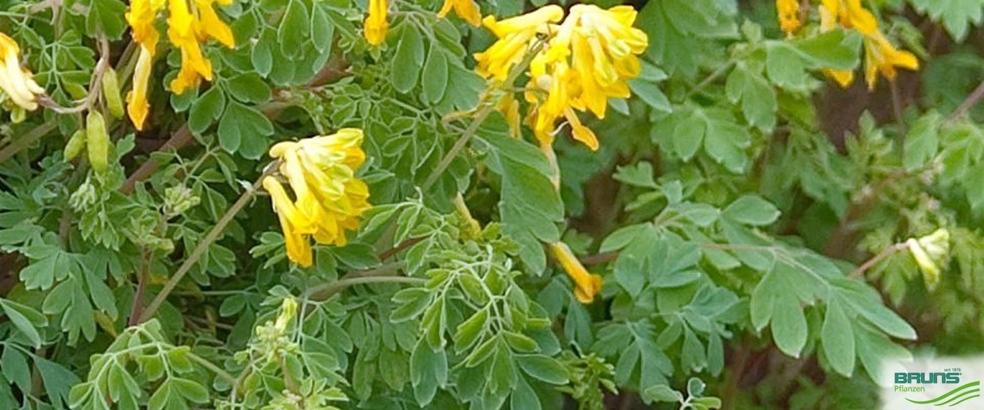 Corydalis lutea, Yellow Fumitory von Bruns Pflanzen