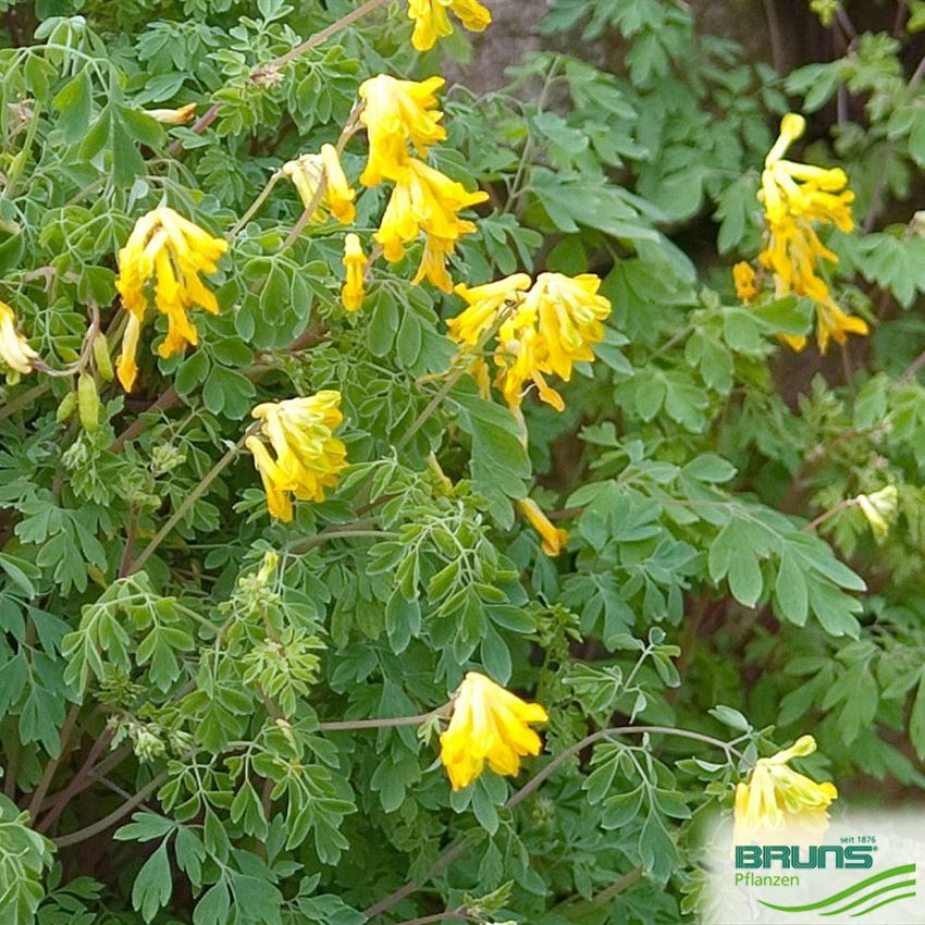 Corydalis lutea, Yellow Fumitory von Bruns Pflanzen