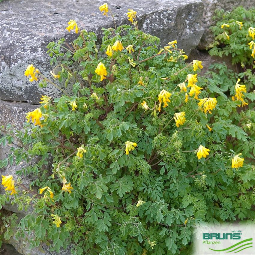 Corydalis lutea, Yellow Fumitory von Bruns Pflanzen