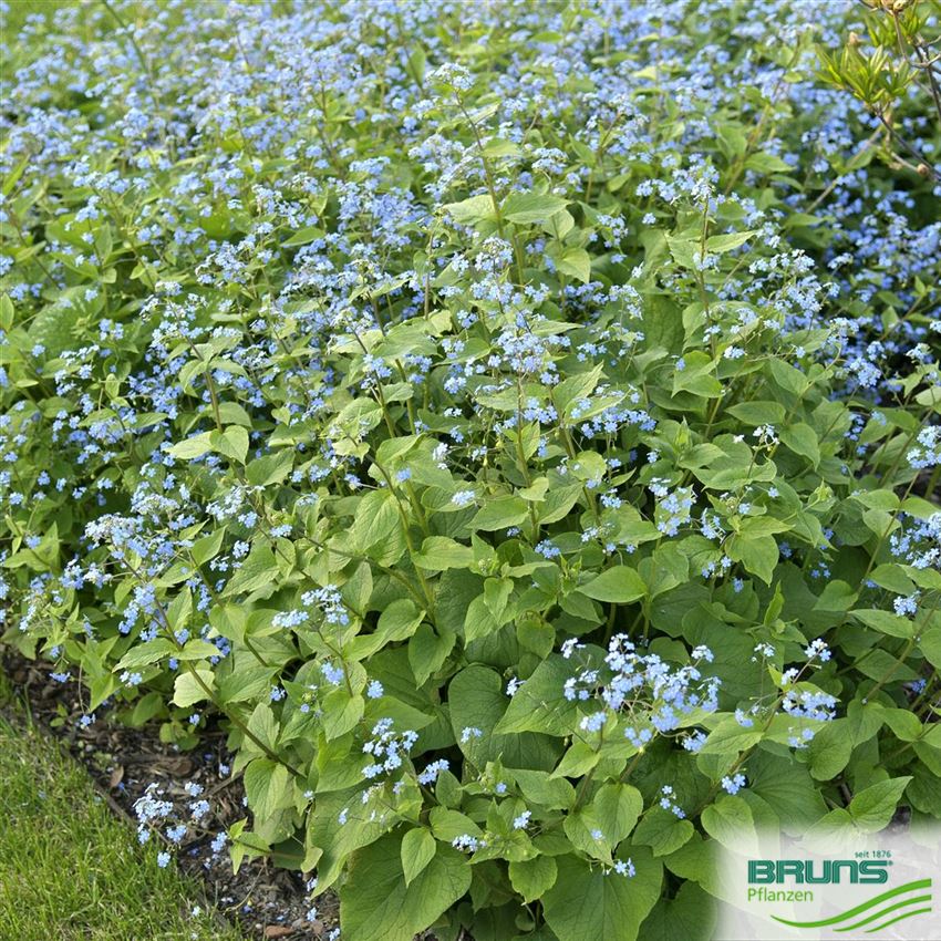 Omphalodes verna von Bruns Pflanzen