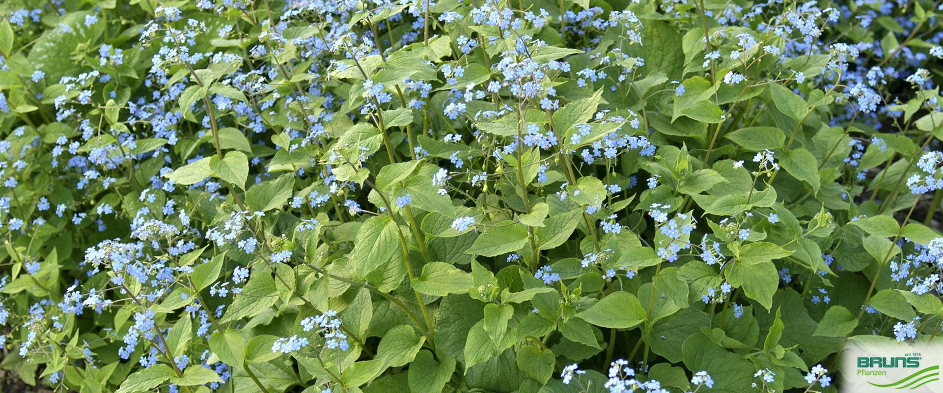 Omphalodes verna von Bruns Pflanzen