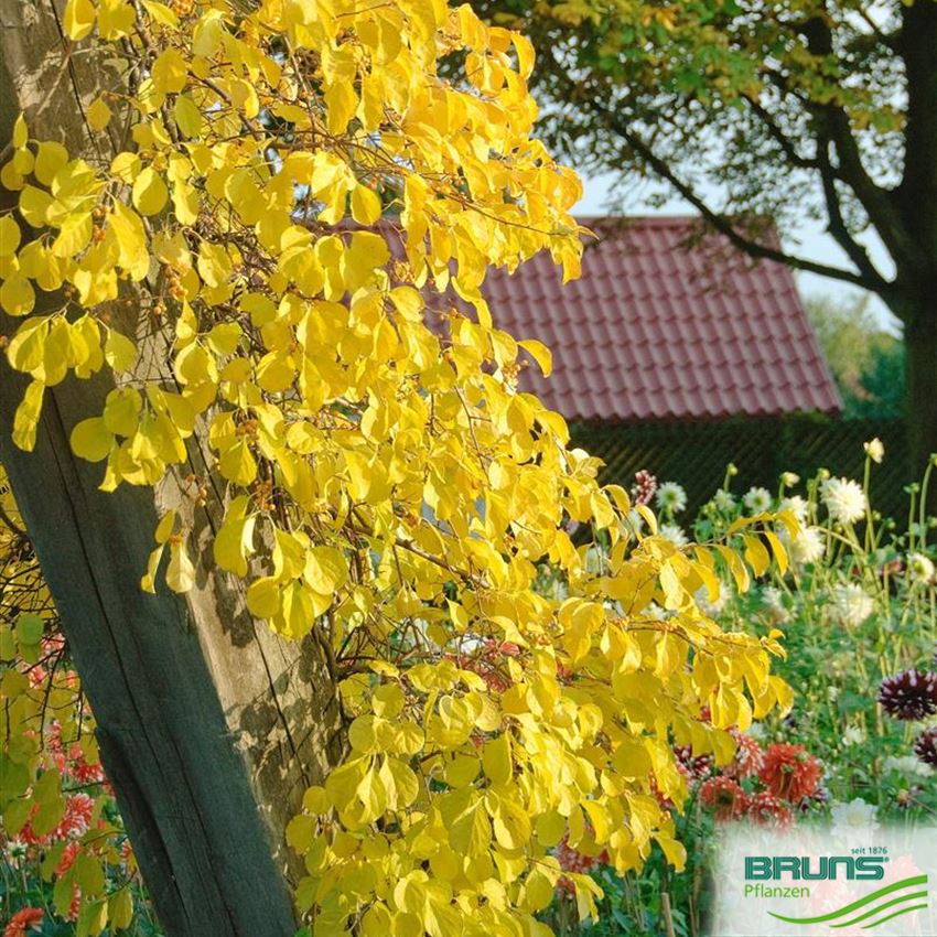 Celastrus orbiculatus, Oriental bittersweet von Bruns Pflanzen