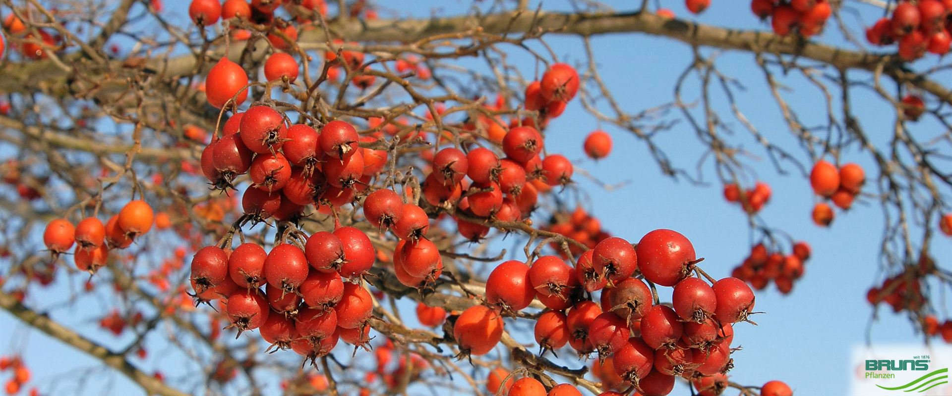 Crataegus crus-galli, Cockspur thorn von Bruns Pflanzen