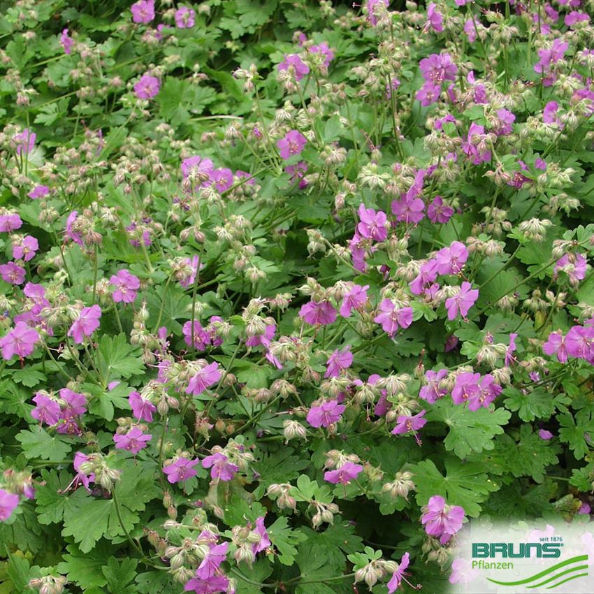 Geranium x cantabrigiense 'Cambridge' von Bruns Pflanzen