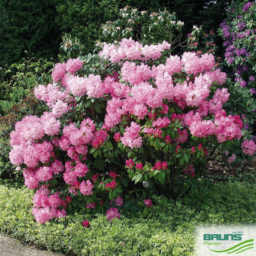 Rhododendron yakush. 'Polaris' von Bruns Pflanzen
