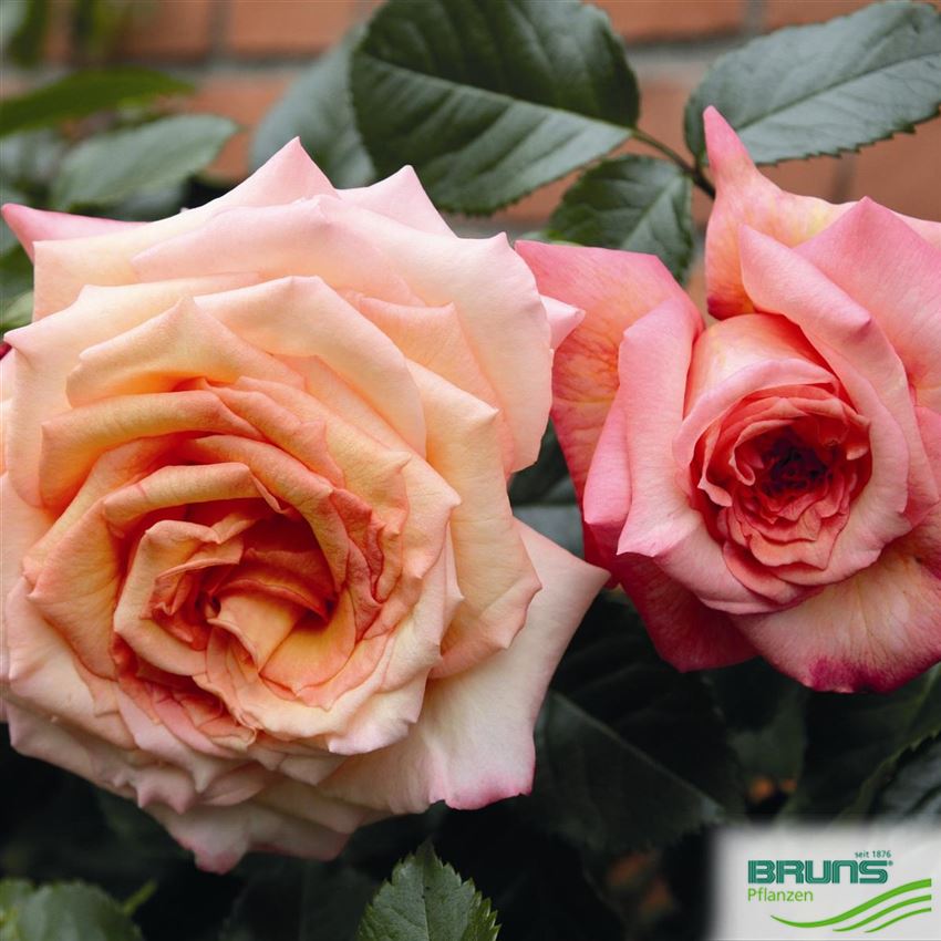 Strauchrose 'Barock' (R) von Bruns Pflanzen