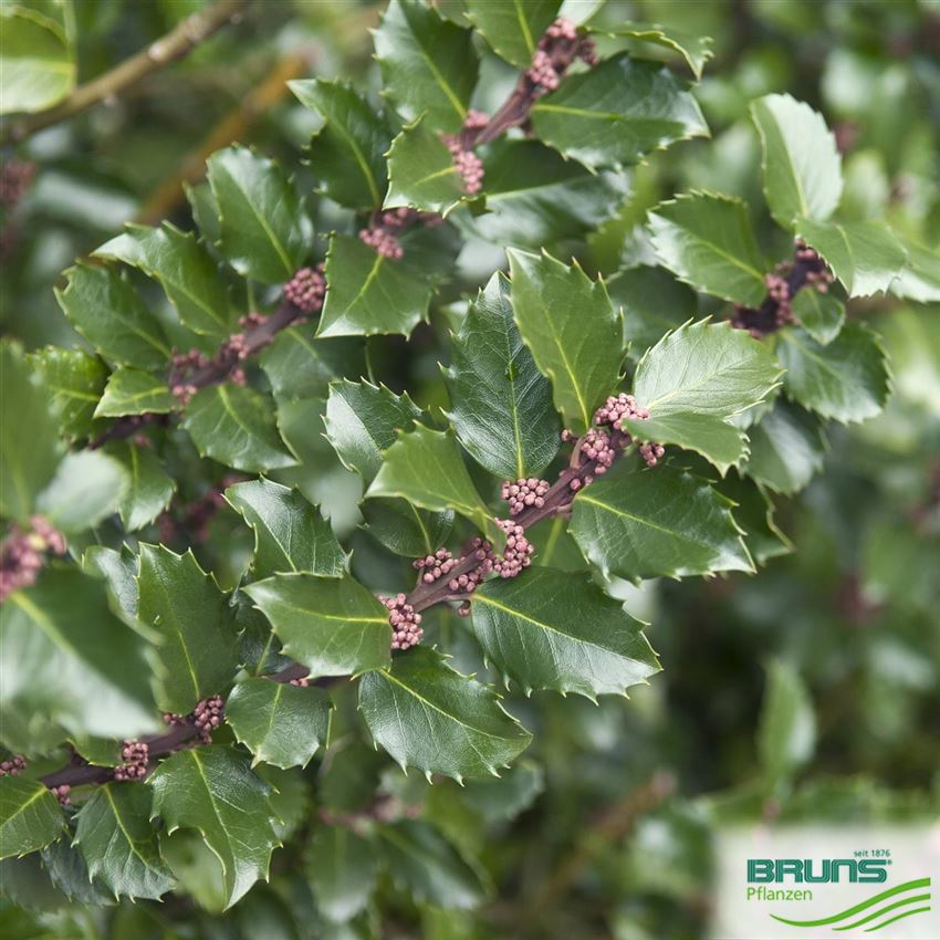 Ilex meserveae 'Blue Prince' (R) von Bruns Pflanzen