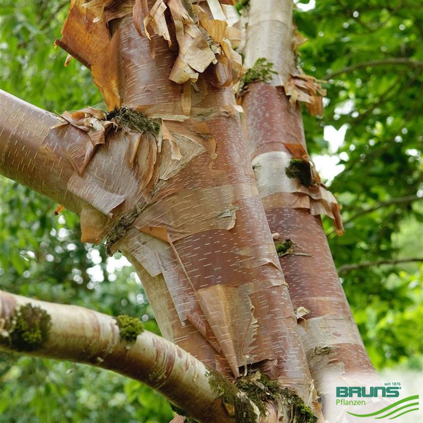 Betula albosinensis, Chinese red birch von Bruns Pflanzen