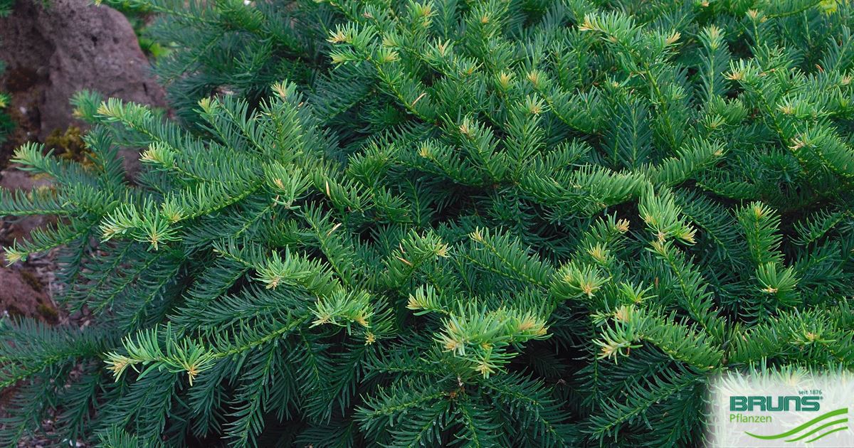 Taxus baccata 'Repandens', Kissen-Eibe, Tafel-Eibe von Bruns Pflanzen