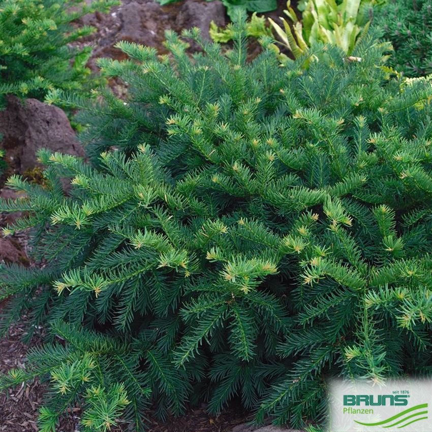 Taxus baccata 'Repandens' von Bruns Pflanzen