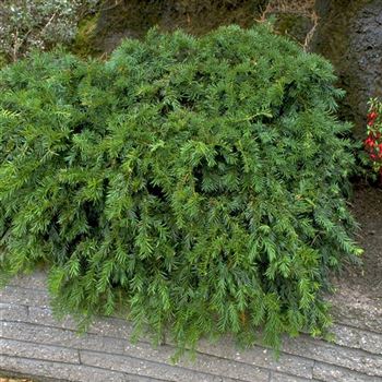 Taxus baccata 'Repandens' von Bruns Pflanzen