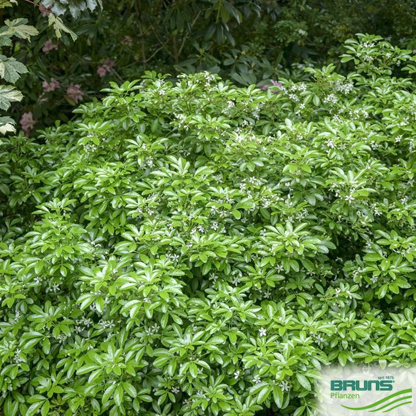 Choisya ternata, Mexican orange blossom von Bruns Pflanzen