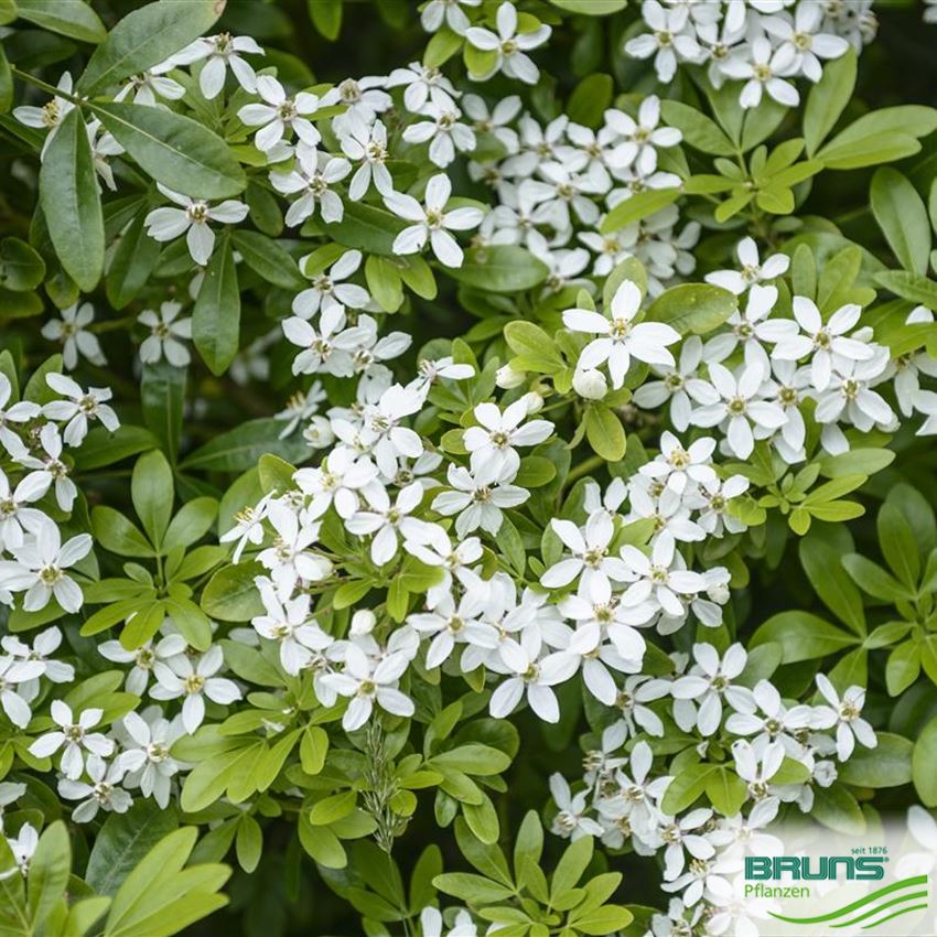 Choisya ternata, Mexican orange blossom von Bruns Pflanzen