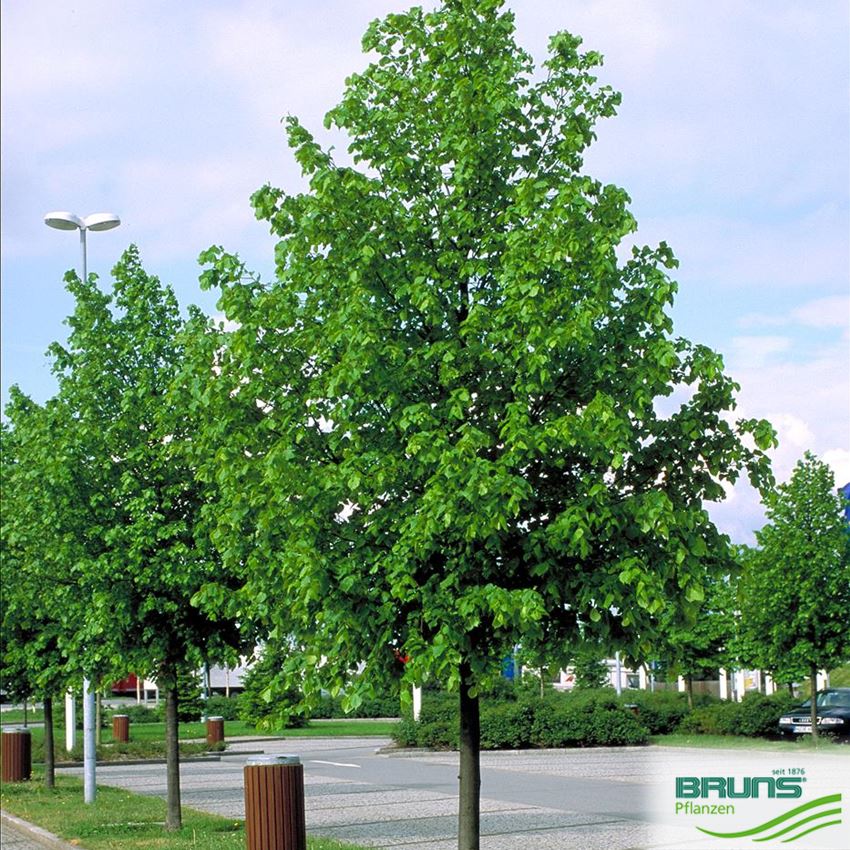 Tilia intermedia 'Pallida', Kaiser-Linde von Bruns Pflanzen
