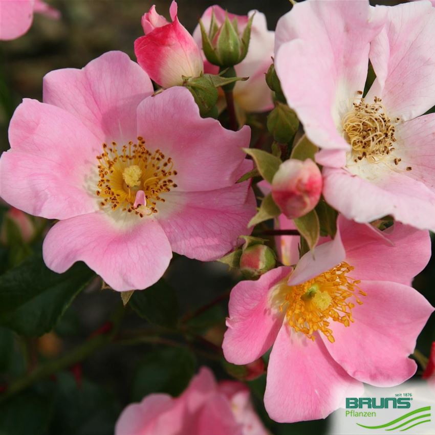 Strauchrose 'Pink Bassino' (R) von Bruns Pflanzen