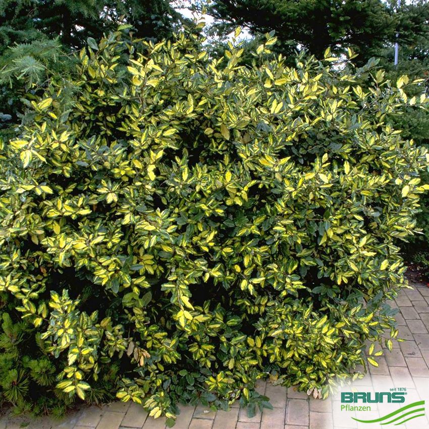 Elaeagnus pungens 'Maculata' von Bruns Pflanzen