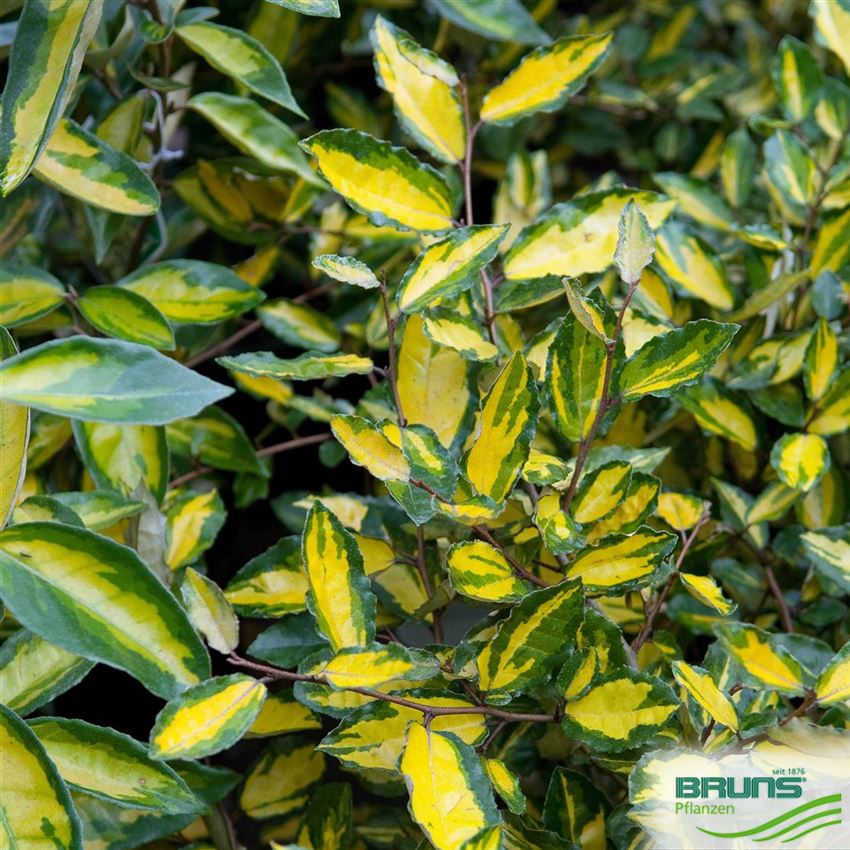Elaeagnus pungens 'Maculata' von Bruns Pflanzen