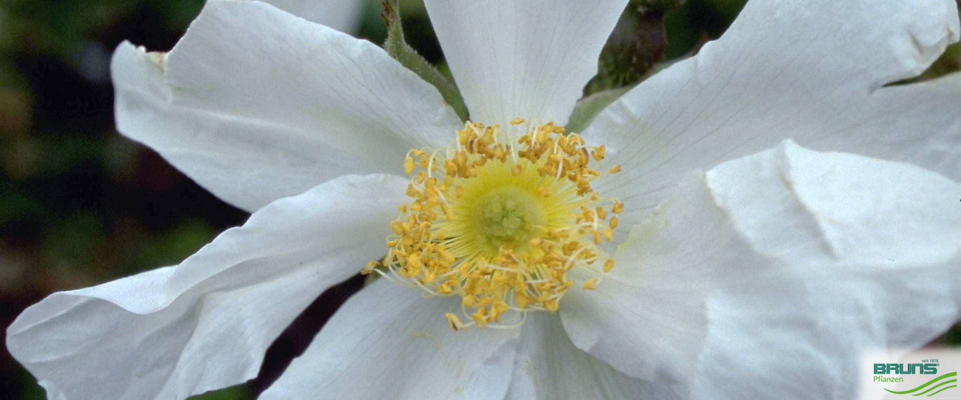 Strauchrose rugosa 'Repens Alba' von Bruns Pflanzen