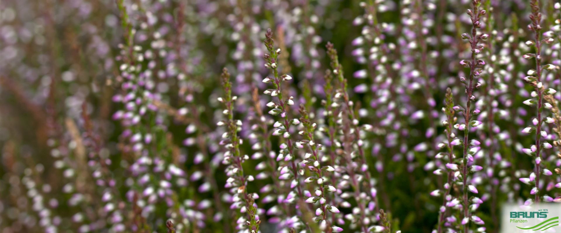 Calluna 'Marleen' von Bruns Pflanzen