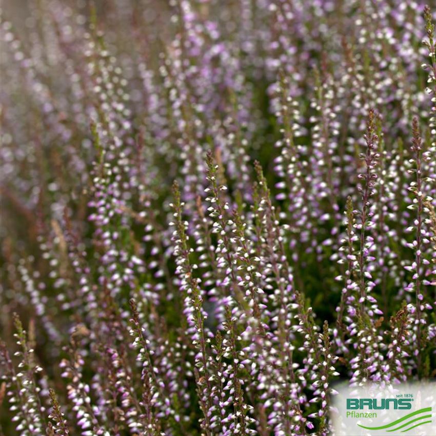 Calluna 'Marleen' von Bruns Pflanzen