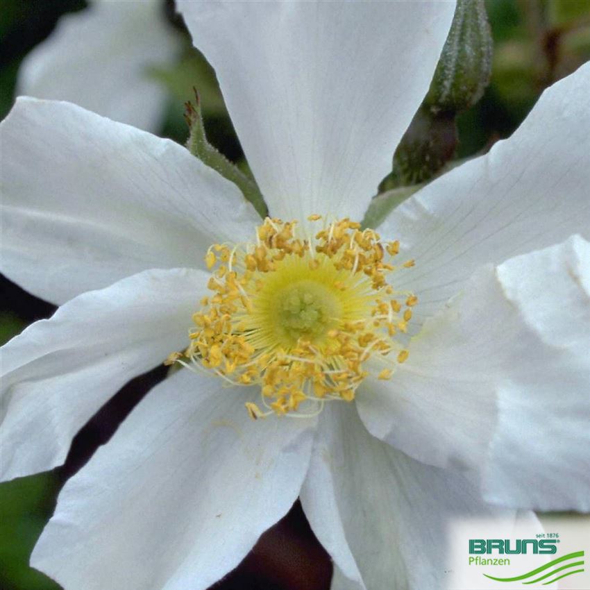 Strauchrose rugosa 'Repens Alba' von Bruns Pflanzen