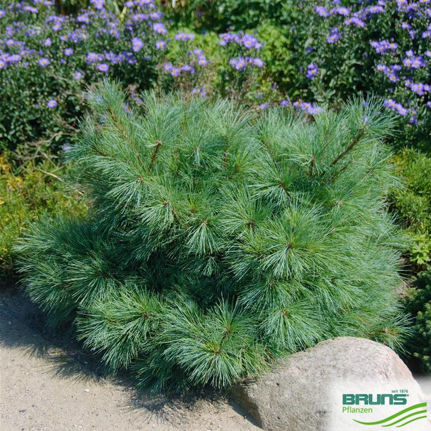 Pinus pumila 'Nana' von Bruns Pflanzen