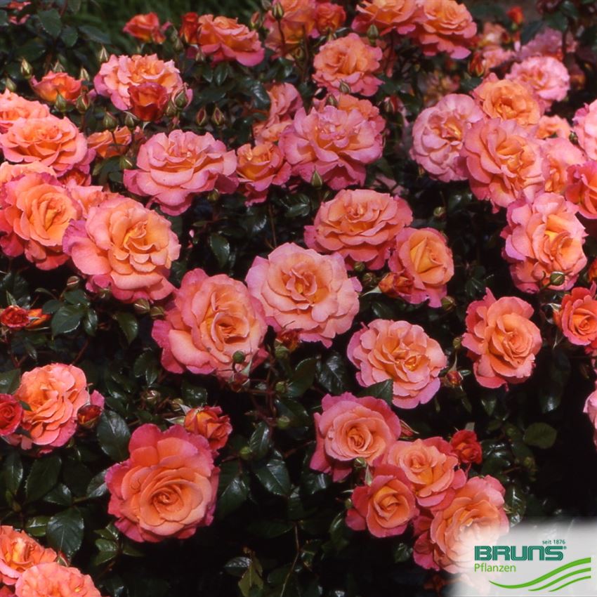 Strauchrose 'Freisinger Morgenroete' (R) von Bruns Pflanzen