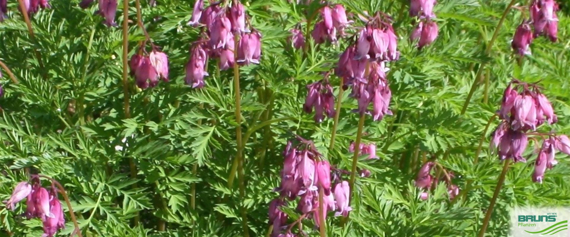 Dicentra eximia von Bruns Pflanzen