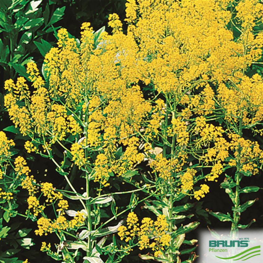 Isatis tinctoria, Färber-Waid von Bruns Pflanzen