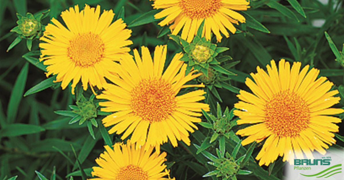 Inula ensifolia 'Compacta', Zwerg-Alant von Bruns Pflanzen