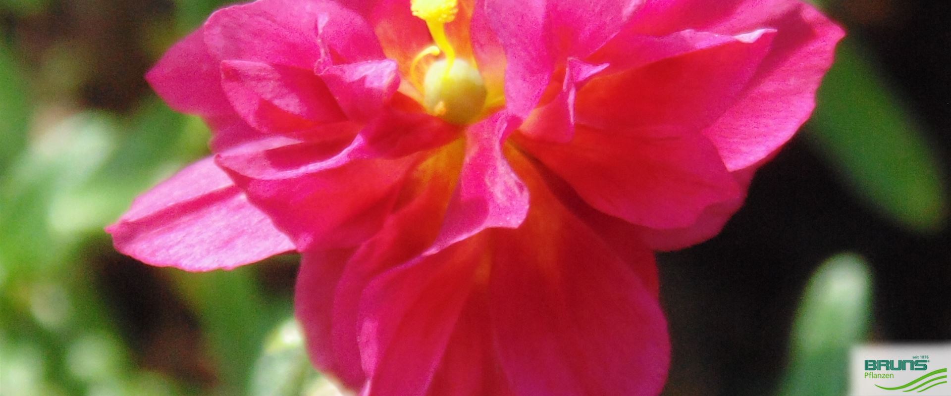 Helianthemum 'Cerise Queen' von Bruns Pflanzen