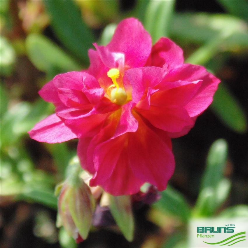 Helianthemum 'Cerise Queen' von Bruns Pflanzen