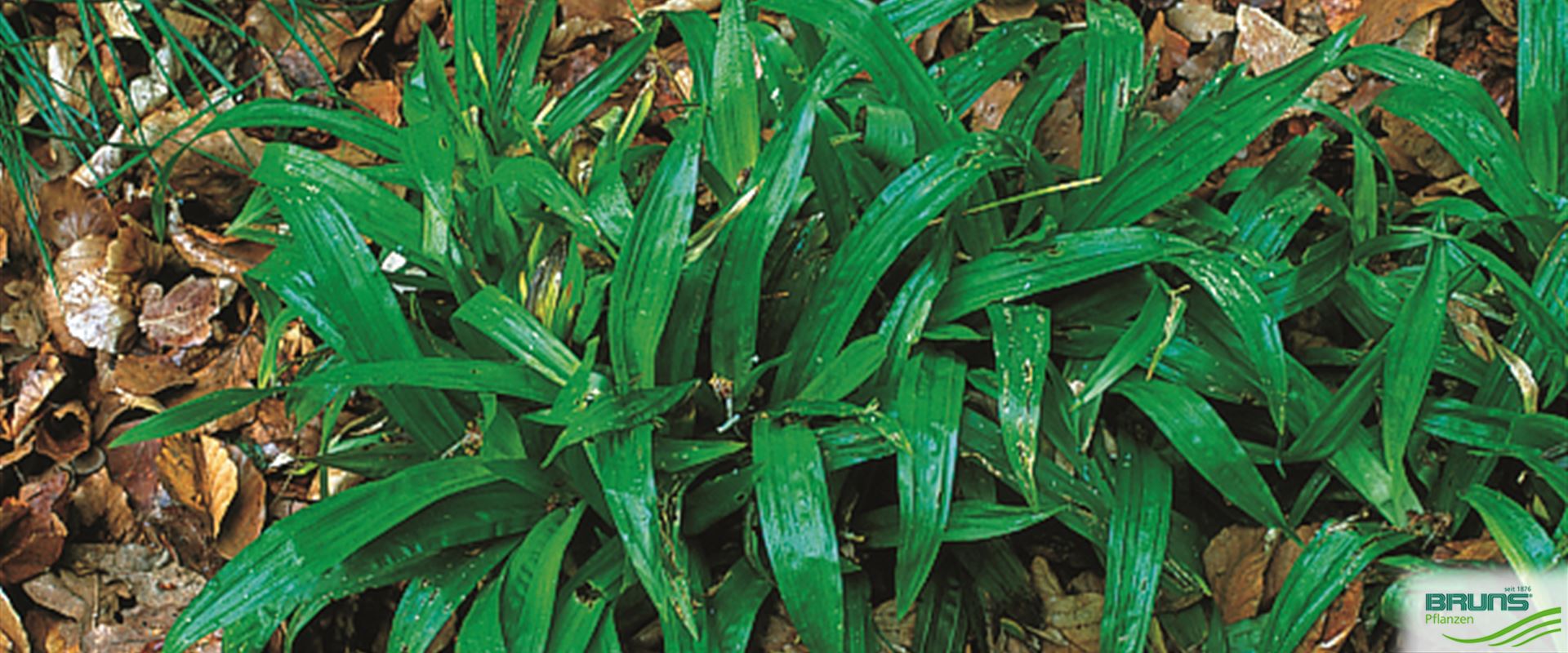 Carex plantaginea von Bruns Pflanzen